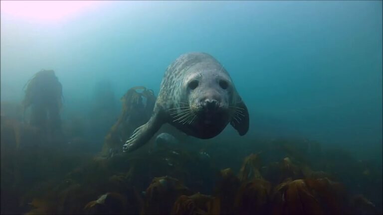 Cómo se Mueven los Animales: Guía Divertida para Niños ...